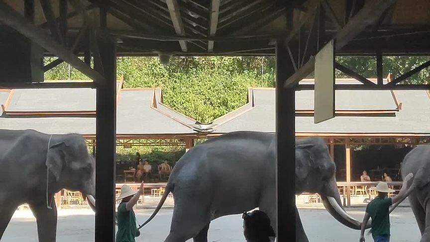 大象集体亮相!#大象ߐ� #大象表演