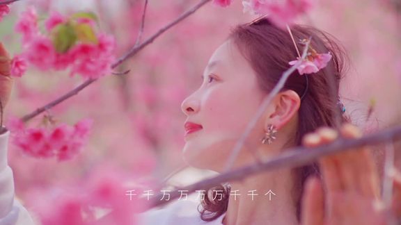 绝美樱花谷,云南最大樱花种植基地