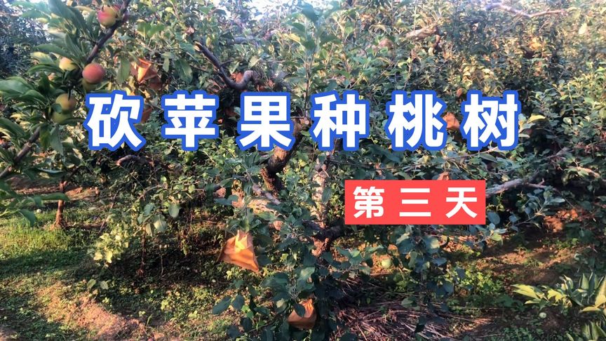 苹果园三分之一的树已经被砍伐了,树枝直接堆在地里,苹果伤心了