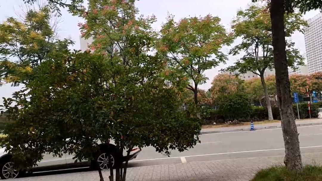 北京清华大学里的校园景色,处处都是一幅风景画