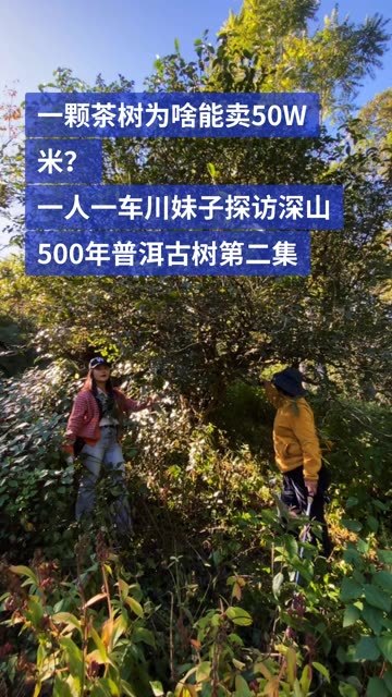 古树普洱茶
