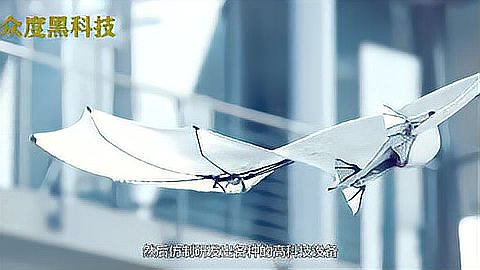 鸡的稳定性到底有多强?将相机装在鸡头上,发生神奇的一幕!