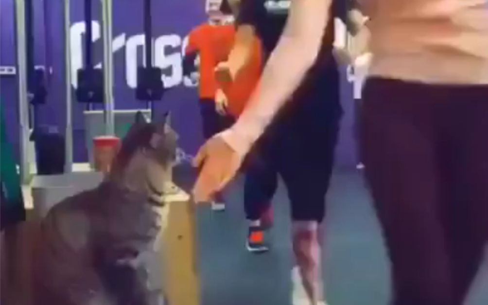 动物模仿人类行为实录