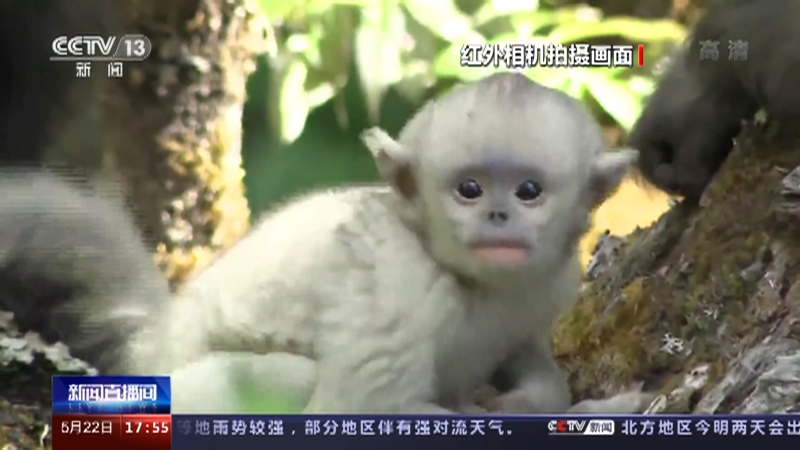 [新闻直播间]今天是第21个国际生物多样性日 我国生物多样性保护取得...