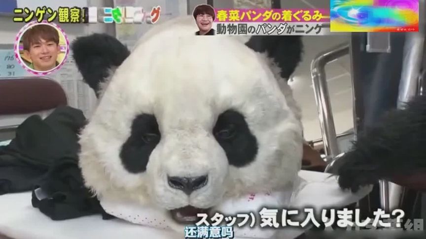 日本人真会玩,人伪装成熊猫进入动物园里,观光客完全没看出来!