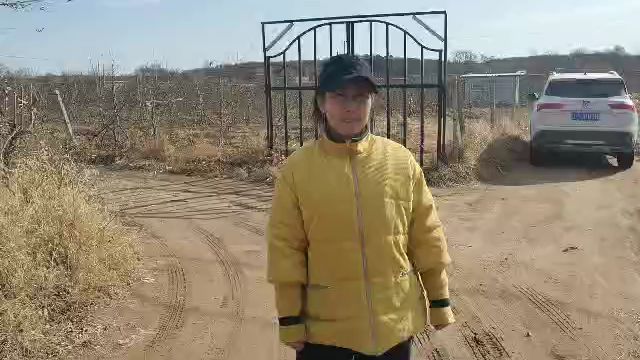 果树要高产必须有技术能人来修剪,看看新式的栽培和新式的方法