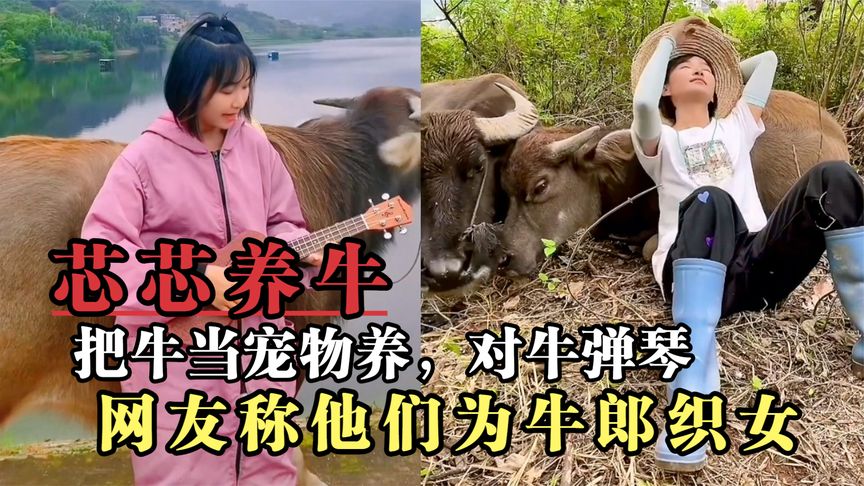 广西女孩把牛当宠物养,对牛弹琴居然是真的,网友称:牛郎织女!