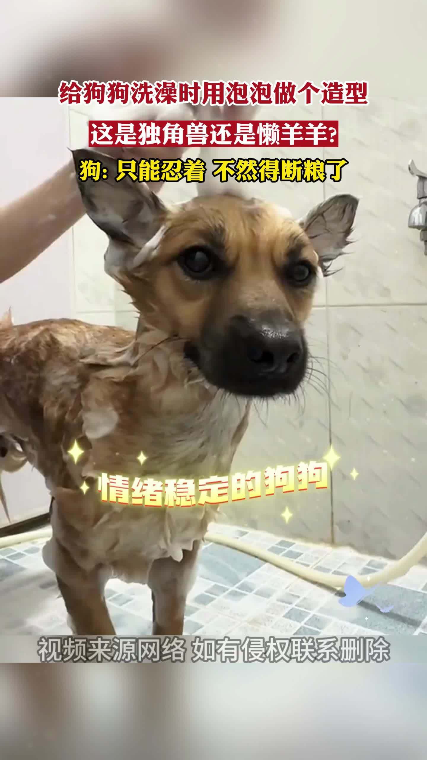 给狗狗洗澡时用泡泡做个造型,这是独角兽还是懒羊羊