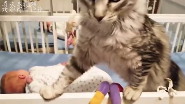 世界价格昂贵的猫咪,一只售价竟然2万多元