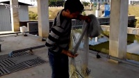 流溪河看传统抛网的方法