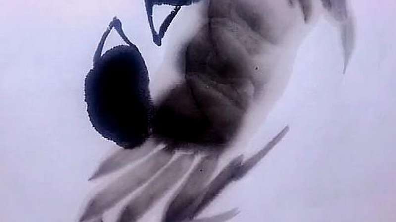 国画,螃蟹的画法展示,笔法简单细腻,栩栩如生!