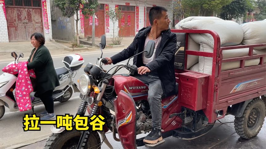 自家羊群越来越大,小伙提前储存一吨包谷,为冬天挤饲料做准备