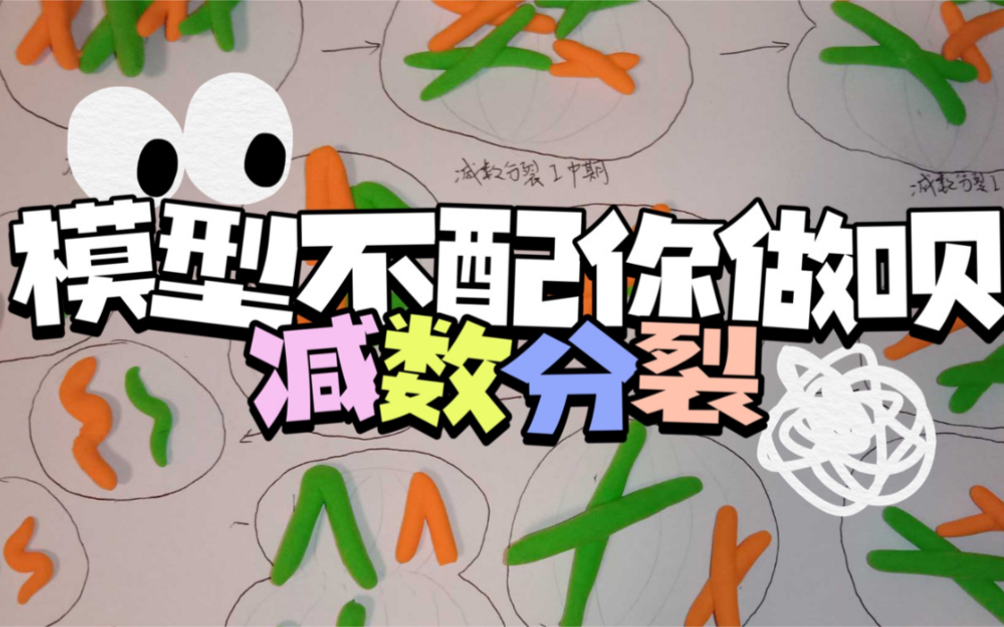 【法】生物老师在线请大家重视模型作业,哼!