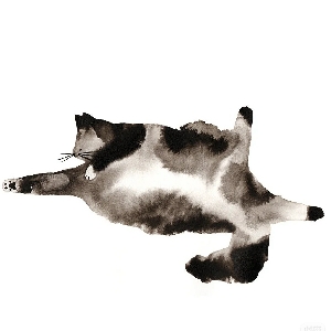 一只花花花猫 