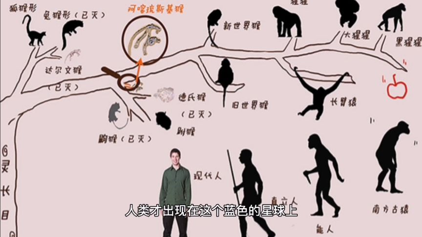 3分钟带你了解地球40亿年以来的生命演化历史奥秘