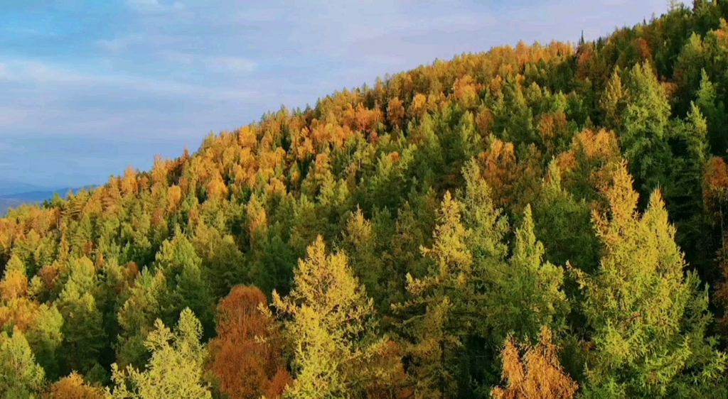 九月底的新疆喀纳斯白桦林