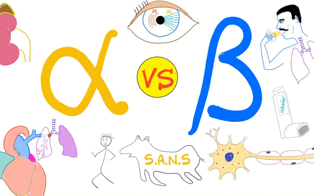 Alpha vs Beta Adrenergic Receptors | Autonomic Nervous System