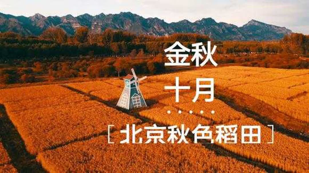 抓住秋天的尾巴 慢速下的北京稻田