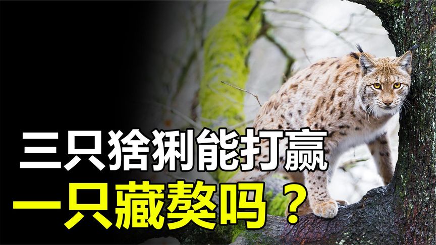 猞猁真的很厉害吗?三只成年猞猁,可以打得过一只成年大藏獒吗?