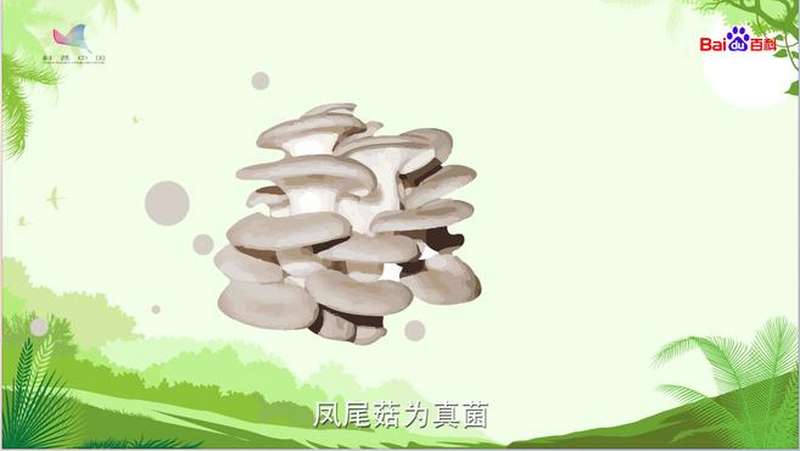 科普中国·科学百科:凤尾菇