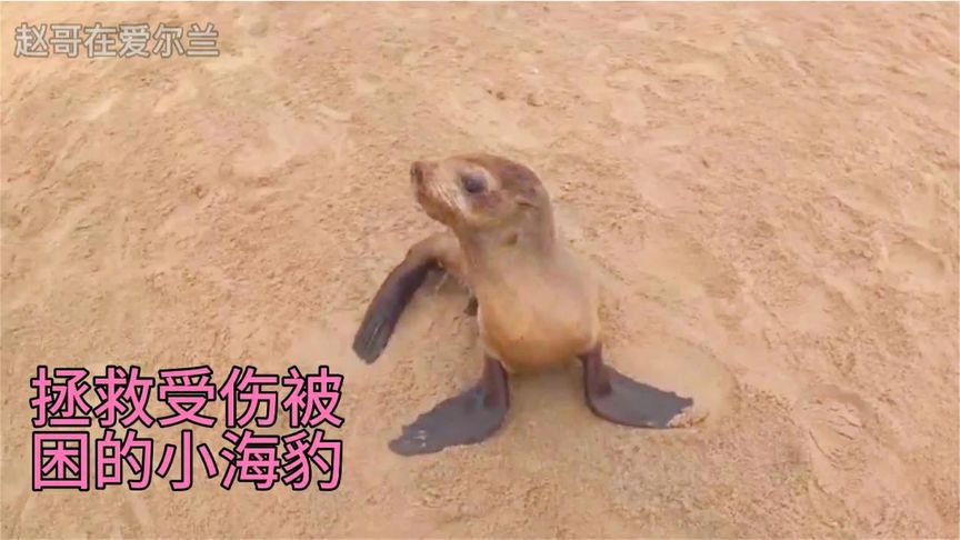 一起拯救受伤被困的小海豹,保护环境,珍爱野生动物