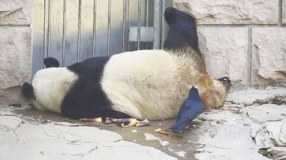鸟儿啄熊猫屁股上的毛,熊猫却毫无反应,网友:毛裤早晚被脱下来
