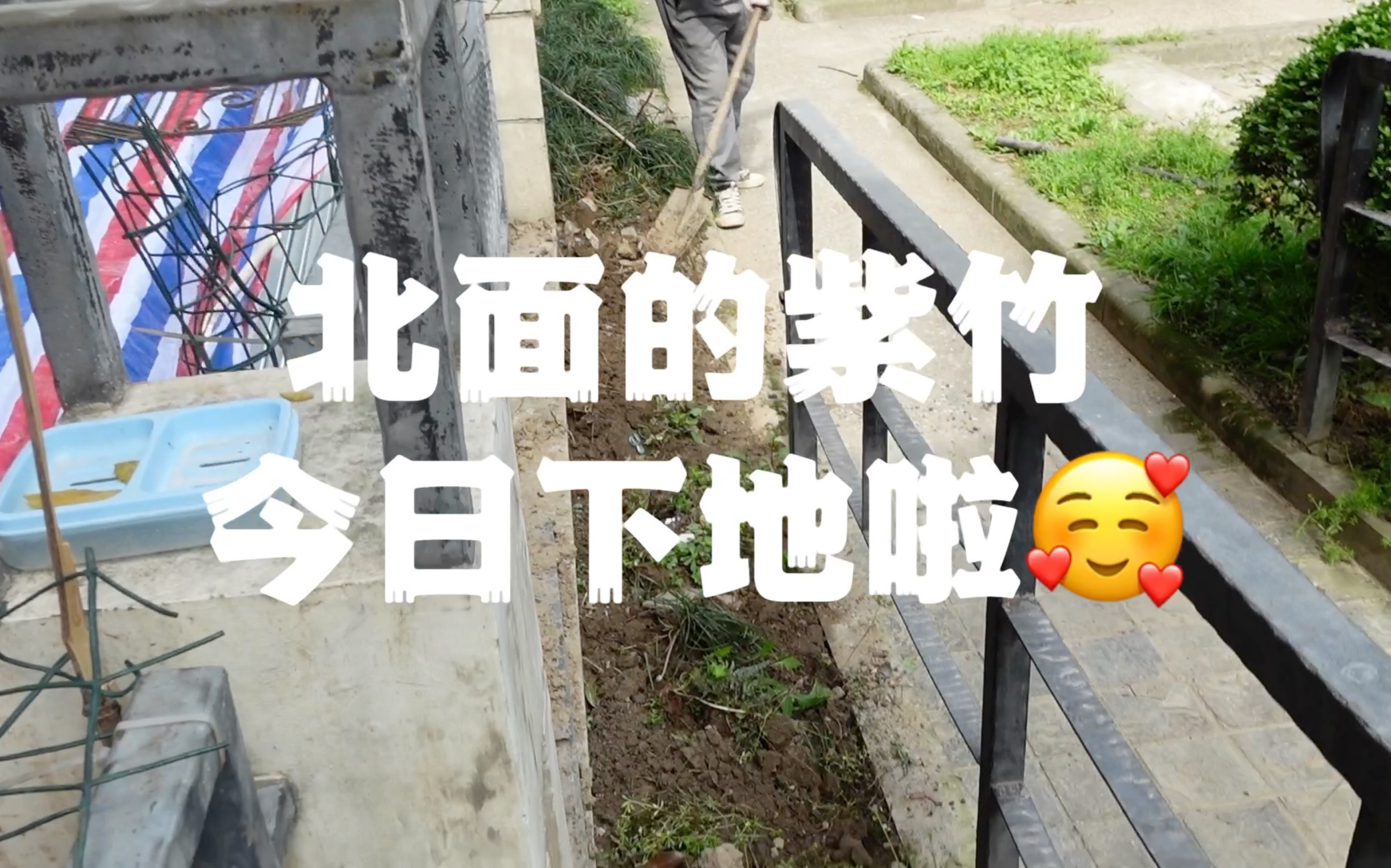 室外的紫竹绿篱的种植全过程