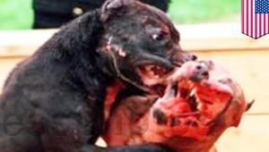 不敢相信!野生藏獒如此凶猛,却被比特犬秒杀:不愧是犬中之王!