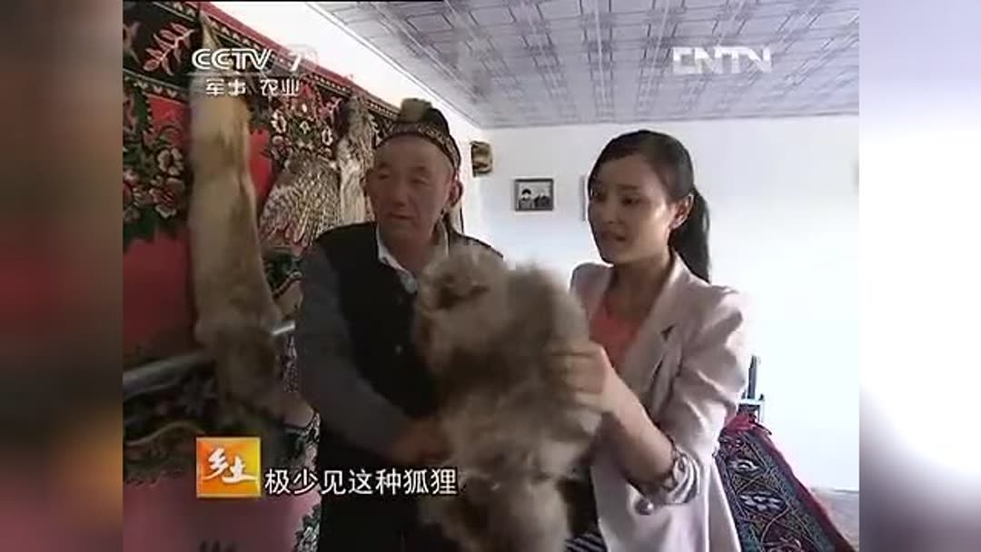 世界上最后的金雕狩猎民族是怎样训鹰的「 中国哈萨克族二」