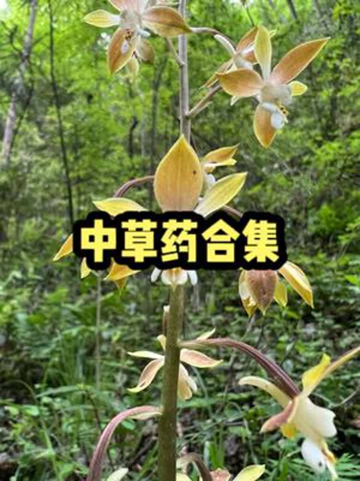 带大家看看现在这个季节常见的草本植物,你都认识几种呢?用你们那边...
