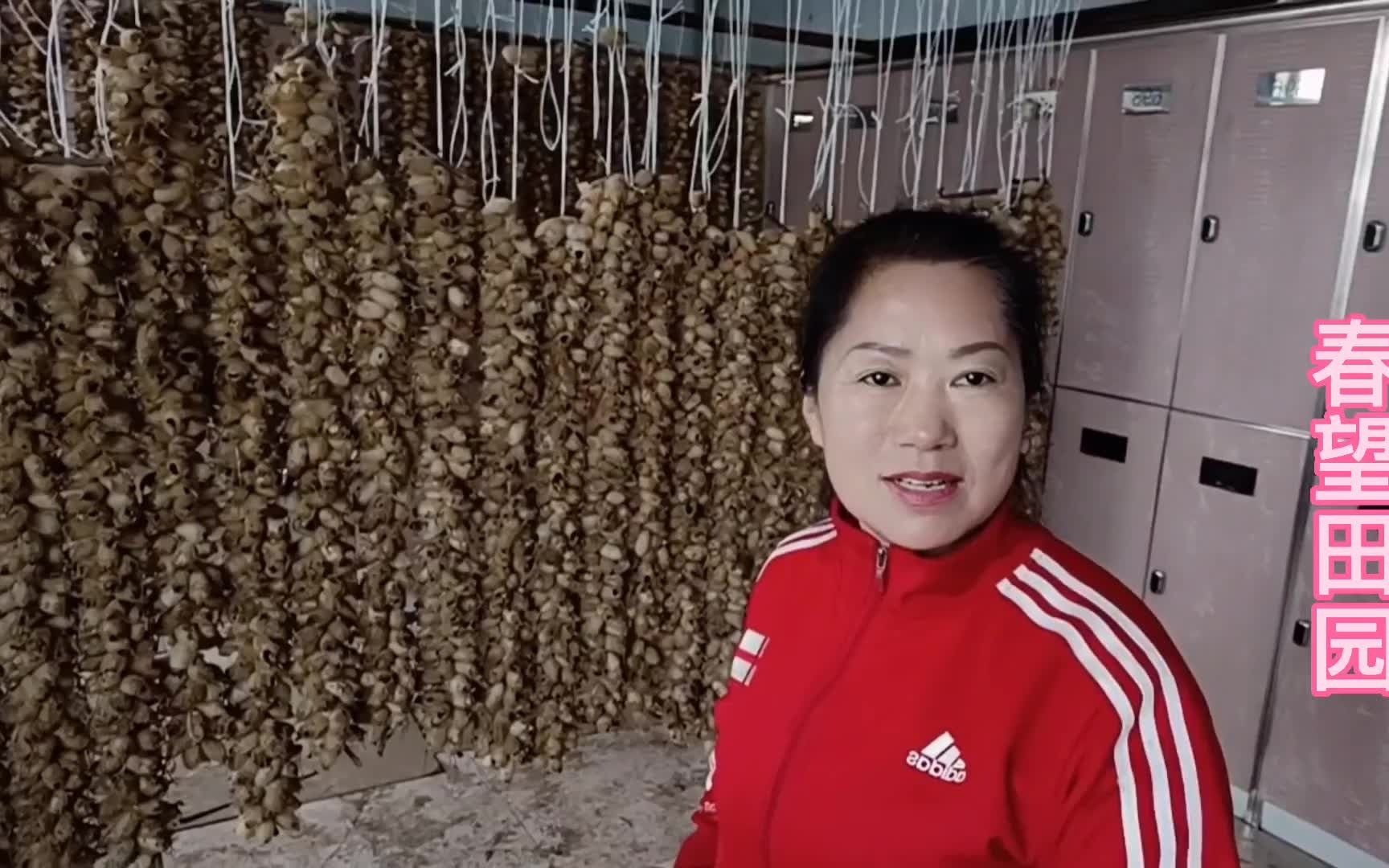 东北笨烧酒坊用雄蚕蛾泡酒,所用蚕茧浑身是宝,茧壳还能做蚕丝被