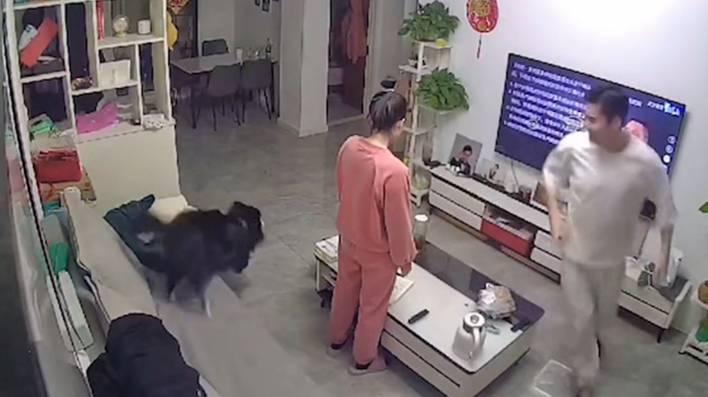 女子正在学习会计实务,老公却和狗狗在家追赶,女子:那我走?