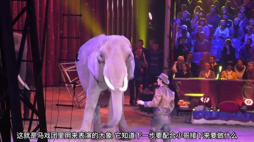 大象的表演真是精彩,这么听话的大象还是第一次见