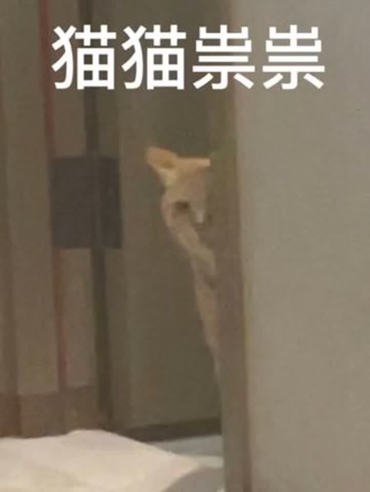 奇奇怪怪的表情包#萌宠出道计划 #谁能拒绝傻憨憨的小猫咪 #萌宠...