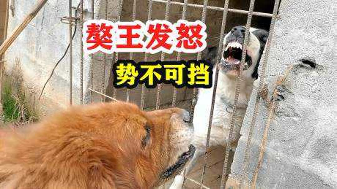 藏獒发怒势不可挡,斗犬之王比特中亚招架不住,越战越勇