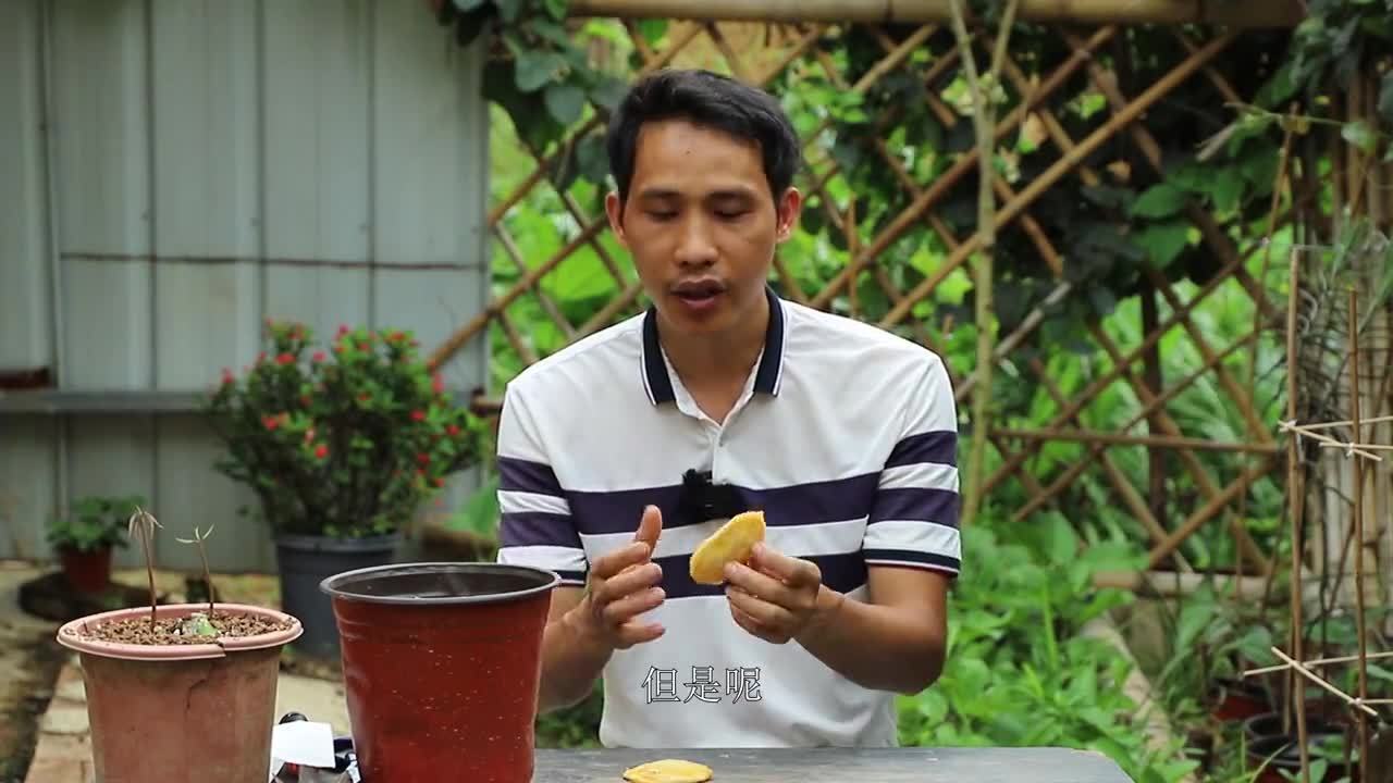 这样巧用芒果仁栽种,6天时间就能长出20厘米...