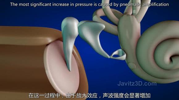 医学3D动画演示:听觉是如何形成的?原来我们的耳朵如此精密