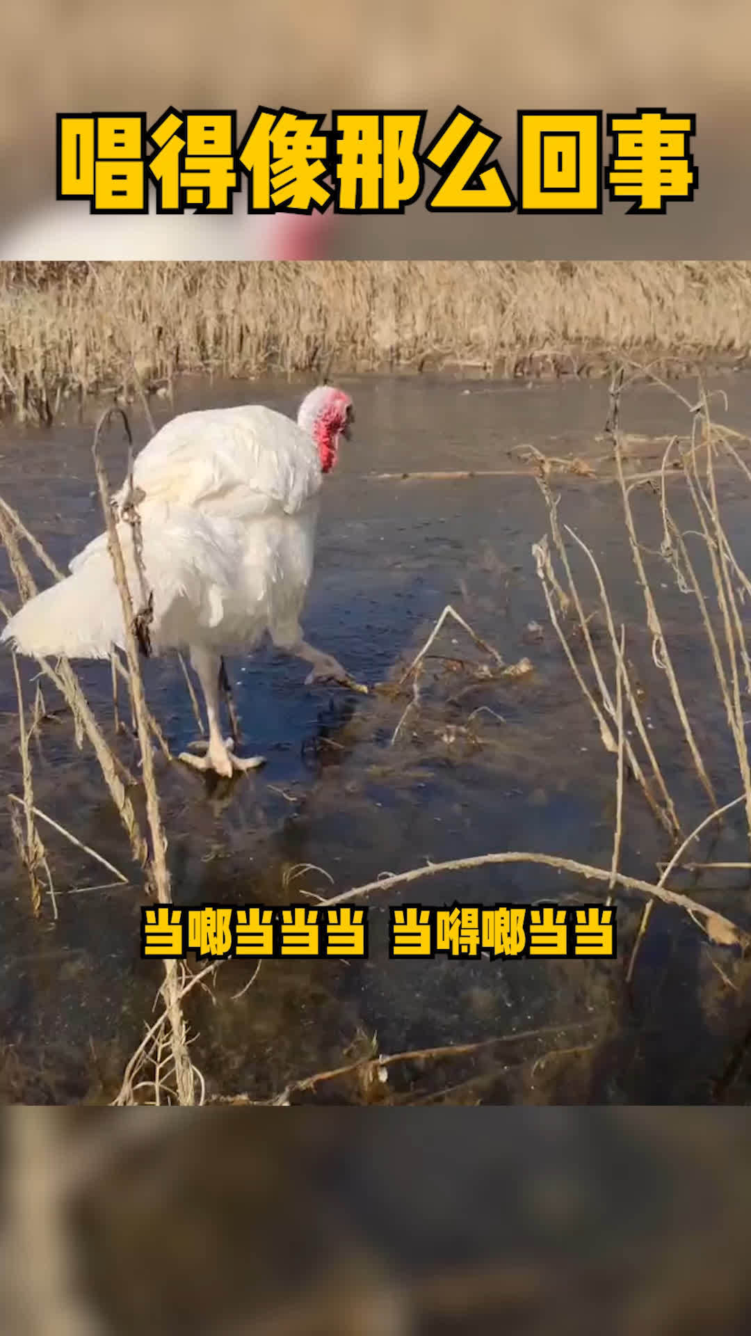 在冰面上行走,请注意安全搞笑动物搞笑动物配音搞笑配音