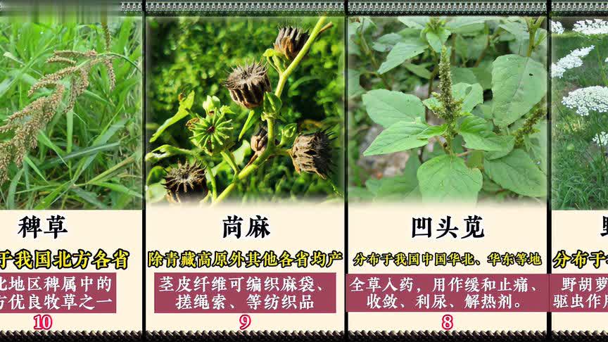 中国十大最常见杂草,你见过几种?