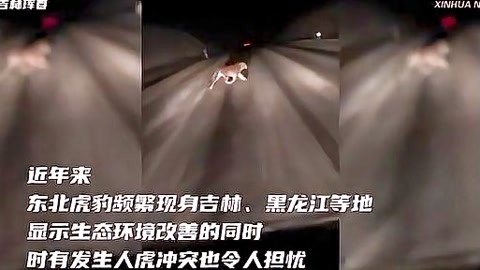 黑龙江野生东北虎进村追踪:不到半年出现数次,“大王”为何频频“...