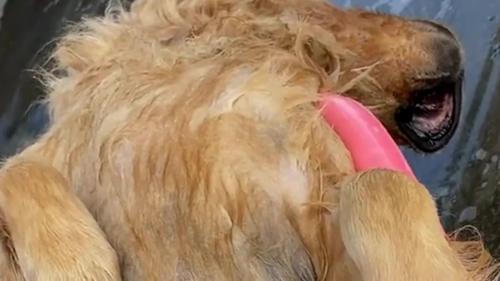 铲屎官给宠物狗洗澡,防止对方睡觉用这种方法,接收到了眼神杀!