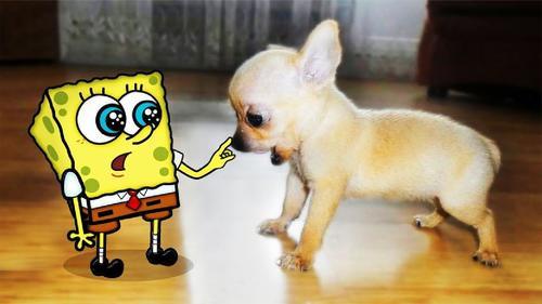 搞笑动画:海绵宝宝和小狗狗的神奇互动,有趣的萌宠互动场面!
