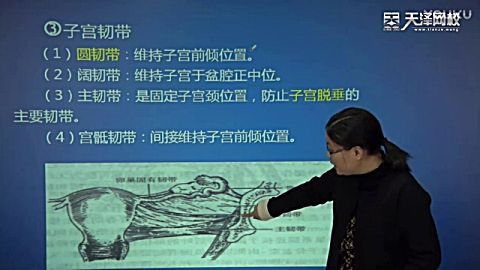 (妇科)第七章第一节女性生殖系统解剖生理(1)