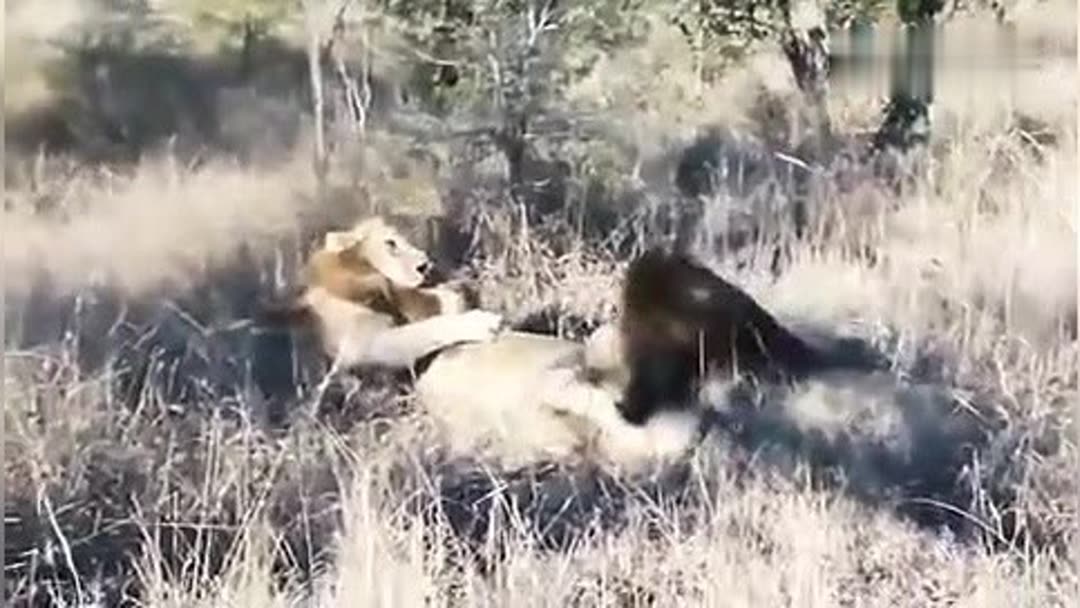 实拍雄狮为争夺领地大打出手 打斗场面超精彩!