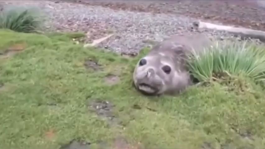 搞笑视频合集添加文字搞笑文字。