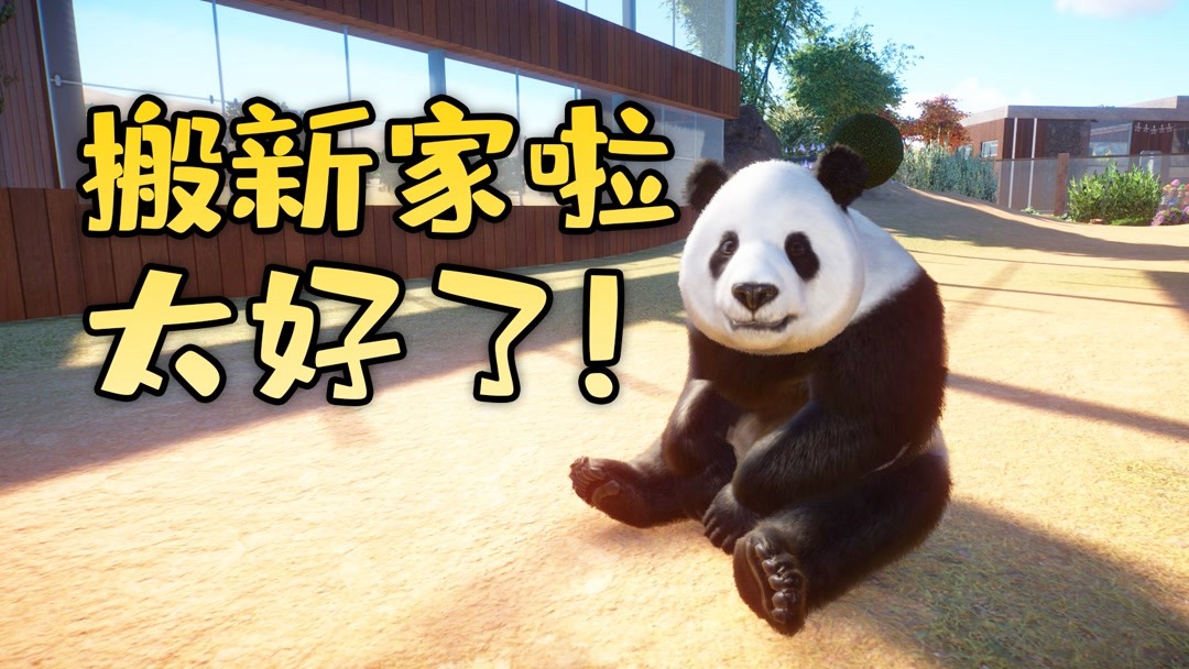 给大熊猫搬新家了,比之前的好十倍!【动物园之星14】