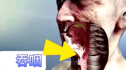 吞咽过程