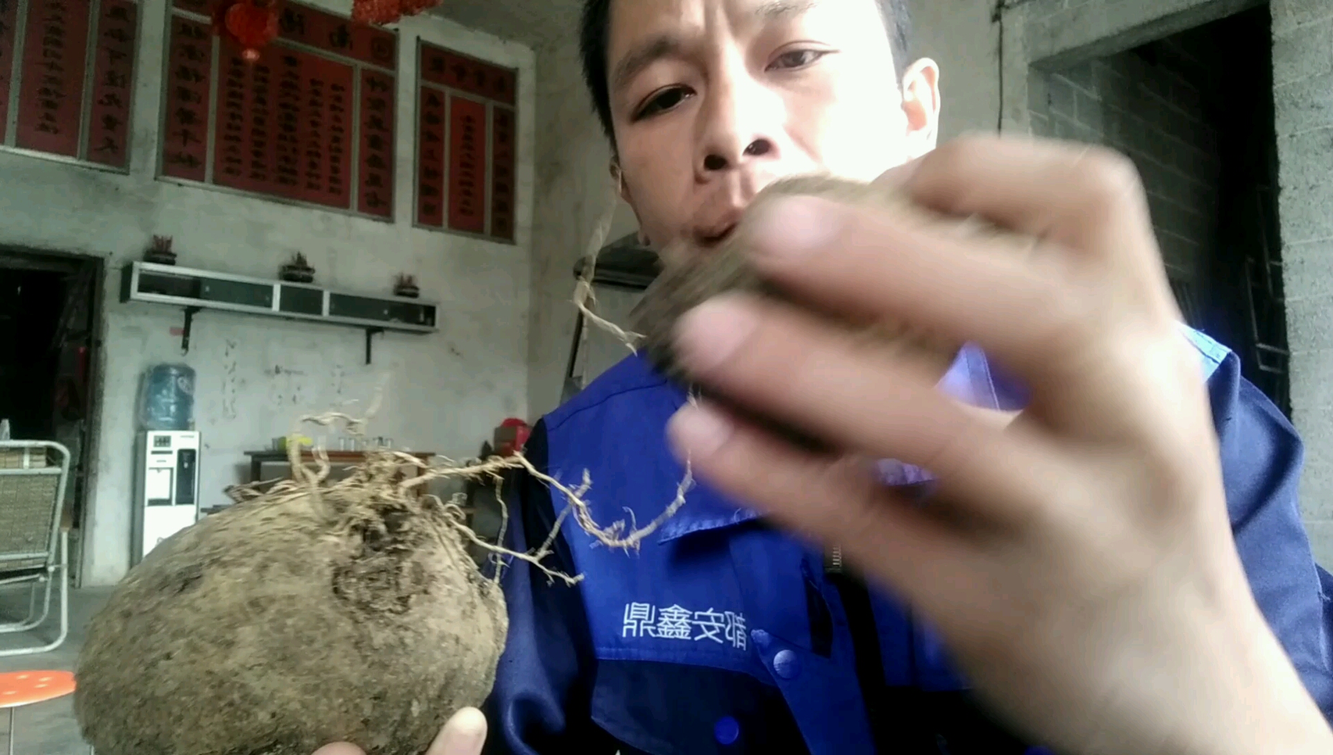 这种植物叫山乌龟,药材用来治疗慢性胃肠炎,做盆景很好看,你认识吗