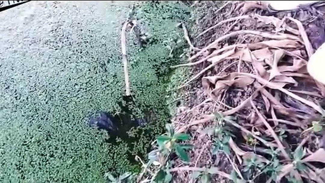 拉一根细绳,手指弹一弹,这就是泰国人祖传捉黄鳝方法