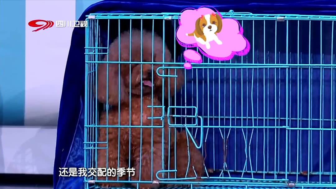 小品:一个宠物语言翻译器,直接就把泰迪的外号给坐实了!